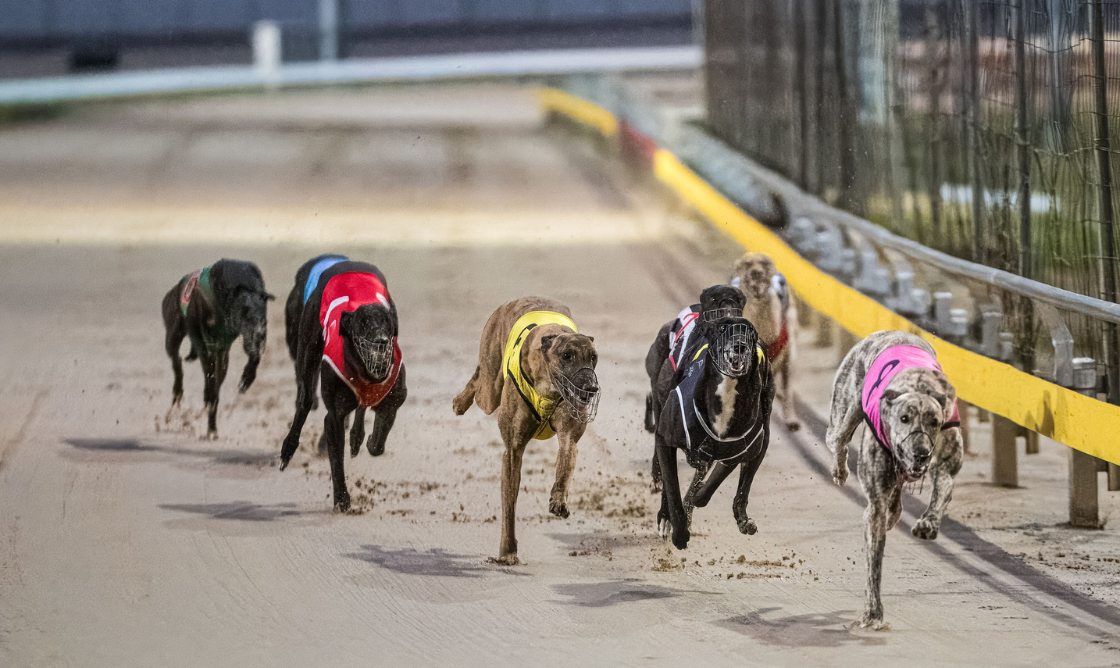 Greyhound Racing in Tasmania - Hub